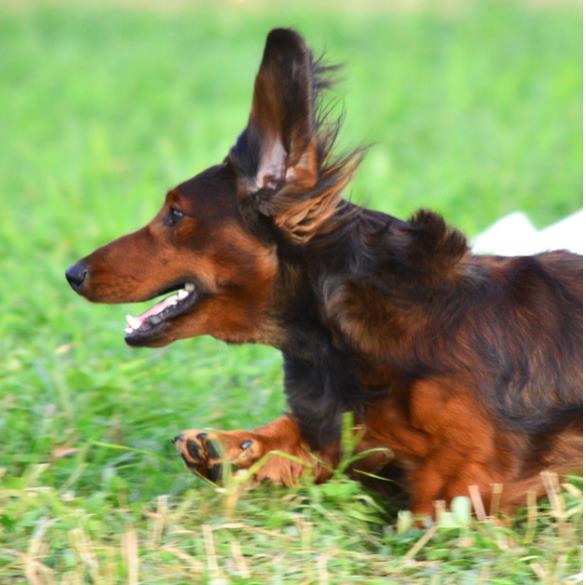 Dachsadore Dachshunds New York – Dachsadore Kennels is located in ...