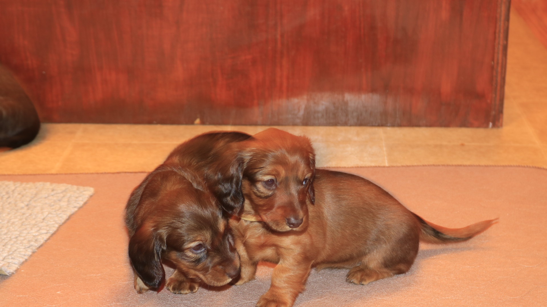 Dachsadore Dachshunds New York – Dachsadore Kennels is located in ...